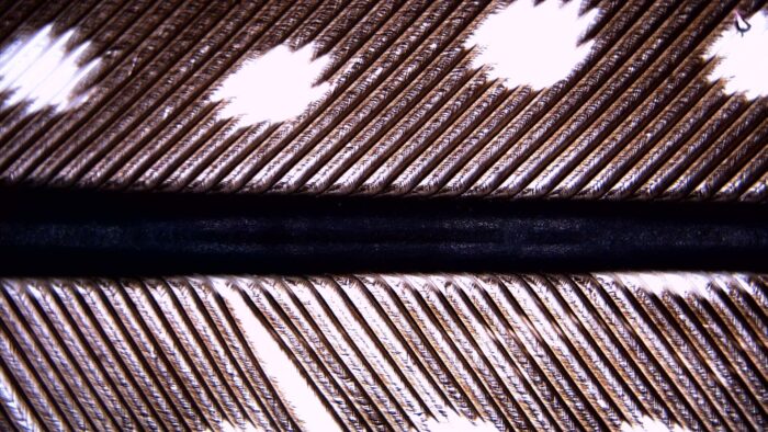 Review: DARWIN M2 Digital Microscope from Beaverlab - wildmacro ...