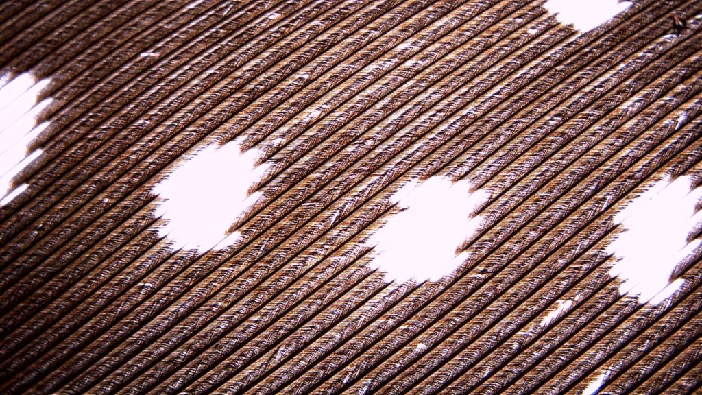 Review: DARWIN M2 Digital Microscope from Beaverlab - wildmacro ...