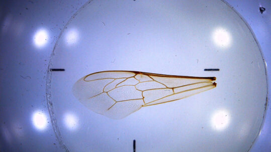 Review: DARWIN M2 Digital Microscope from Beaverlab - wildmacro ...