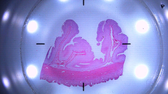 Review: DARWIN M2 Digital Microscope from Beaverlab - wildmacro ...