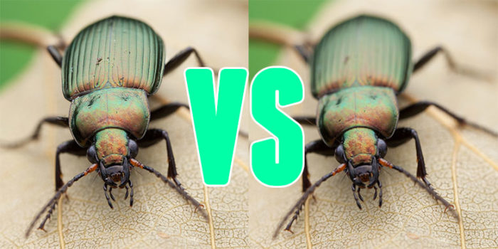 Macro photography: focus stacking or single shot - wildmacro - extreme macro photography