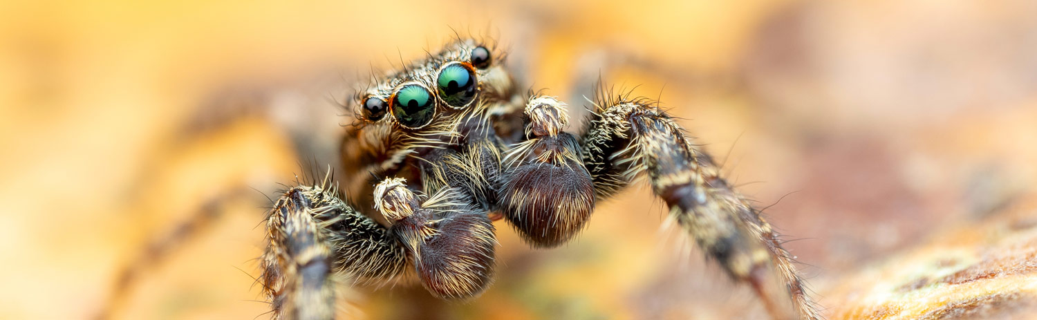 How to get sharper macro photos with focus stacking - wildmacro ...