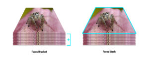 How to: Focus Stacking and Bracketing techniques for Macro Photography ...