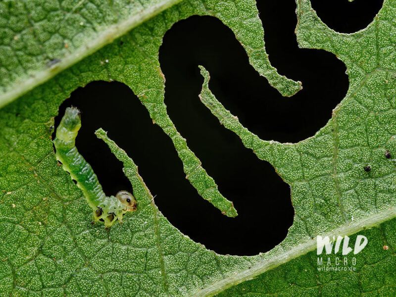 How to make your wildlife macro photography stand out - wildmacro ...