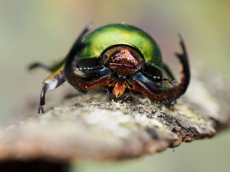 Macro Diffuser Comparison: Cygnustech Diffuser, AK Diffuser, Trick Bits ...