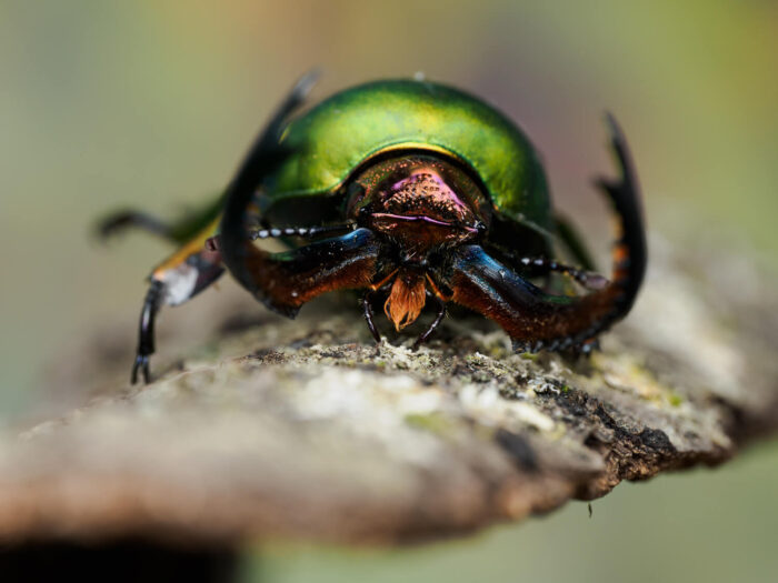 Macro Diffuser Comparison: Cygnustech Diffuser, AK Diffuser, Trick Bits ...