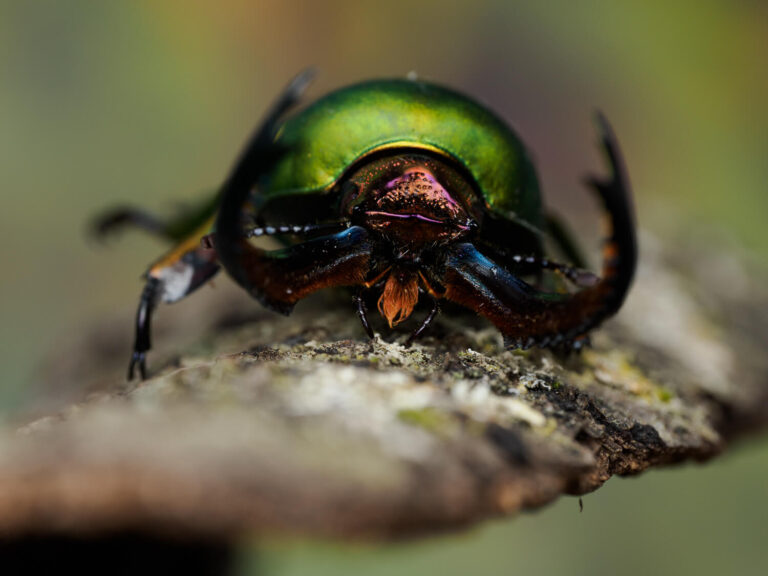 Macro Diffuser Comparison: Cygnustech Diffuser, AK Diffuser, Trick Bits ...