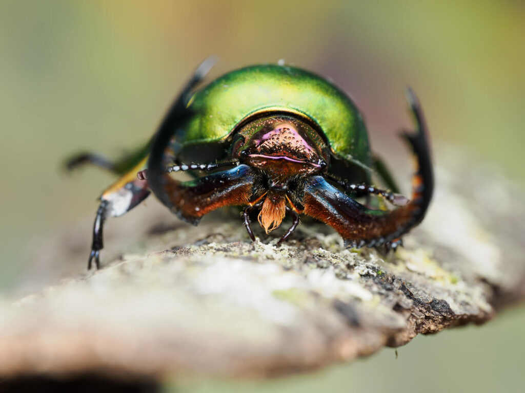 Macro Diffuser Comparison: Cygnustech Diffuser, AK Diffuser, Trick Bits Diffuser - wildmacro ...