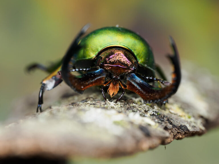Macro Diffuser Comparison: Cygnustech Diffuser, AK Diffuser, Trick Bits ...