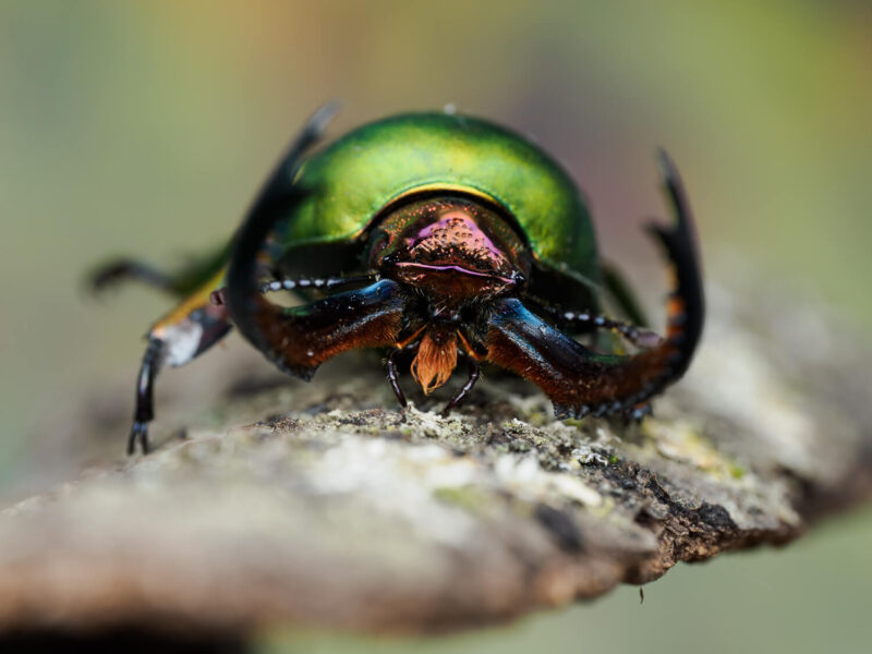 Macro Diffuser Comparison: Cygnustech Diffuser, AK Diffuser, Trick Bits ...