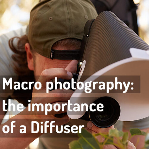 Review: The innovative GODOX MF12 Mini Macro Flash - First Impression - wildmacro - extreme ...