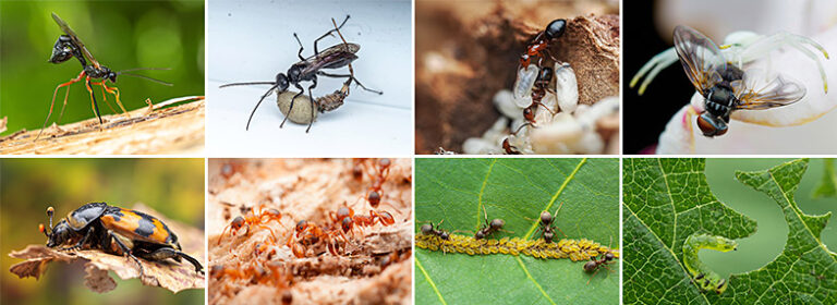 Best tips for Insect Macro Photography - A guide to photographing ...