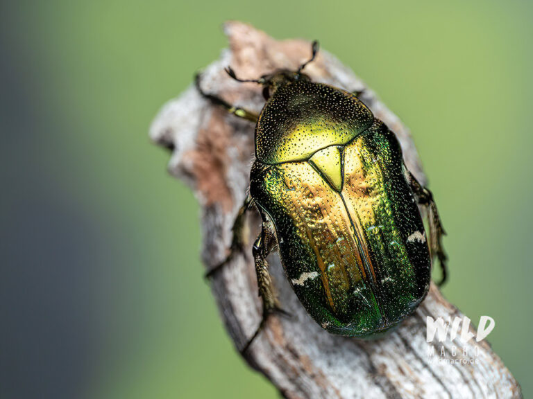 Best tips for Insect Macro Photography - A guide to photographing ...